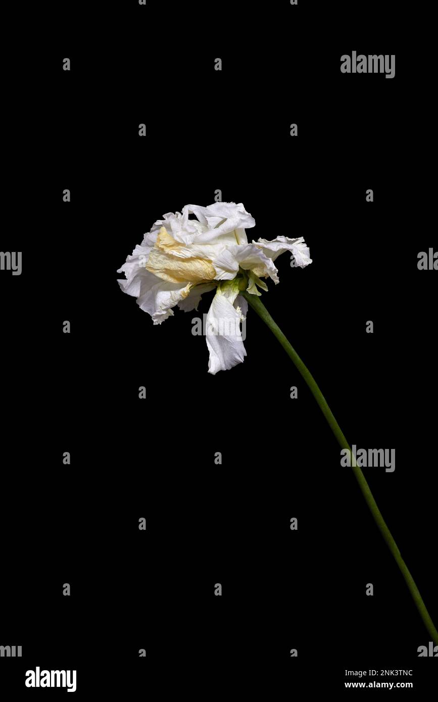 image of dry withered white flower on black background Stock Photo - Alamy