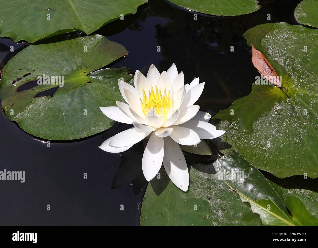 A flower of water lily (water-lily / waterlily / nymphaea / lotus ...