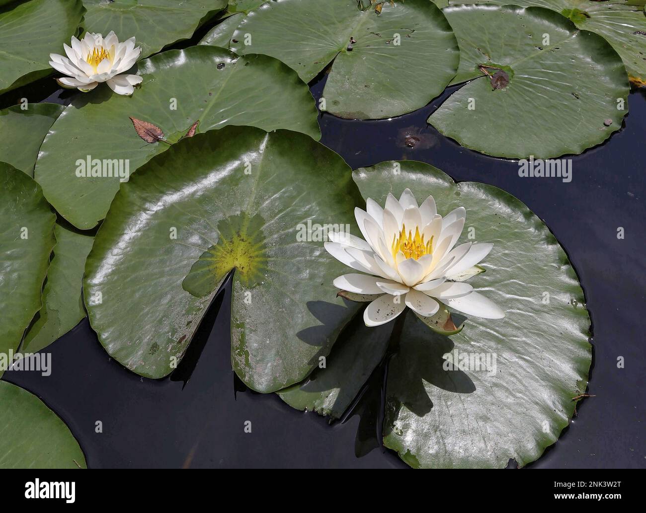 The flowers of water lily (water-lily / waterlily / nymphaea / lotus ...