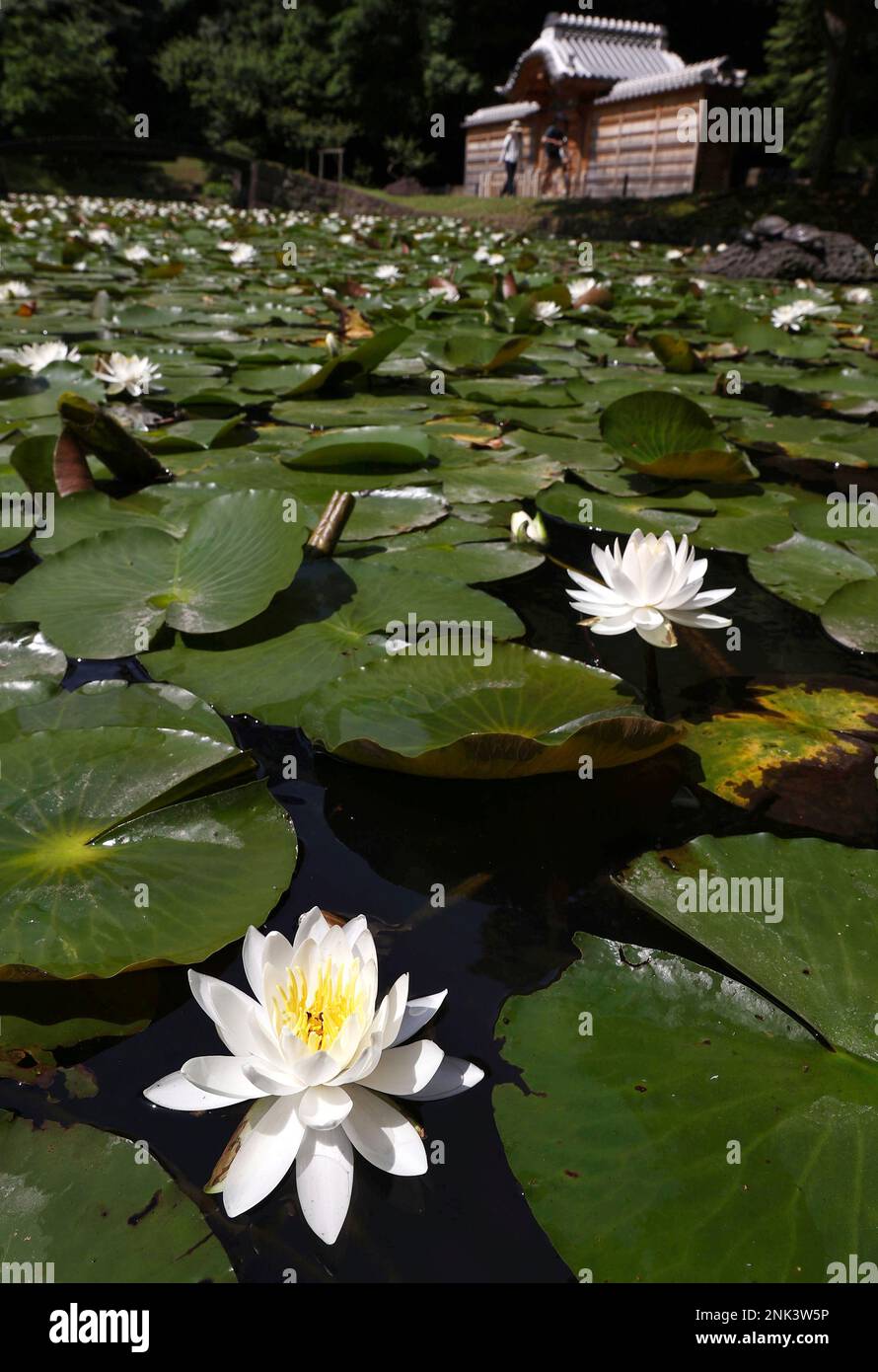 The flowers of water lily (water-lily / waterlily / nymphaea / lotus ...