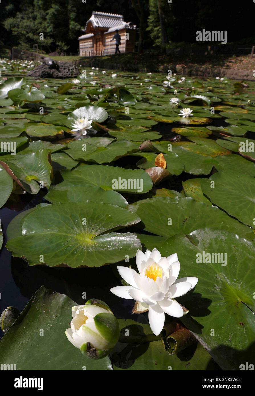 The flowers of water lily (water-lily / waterlily / nymphaea / lotus ...
