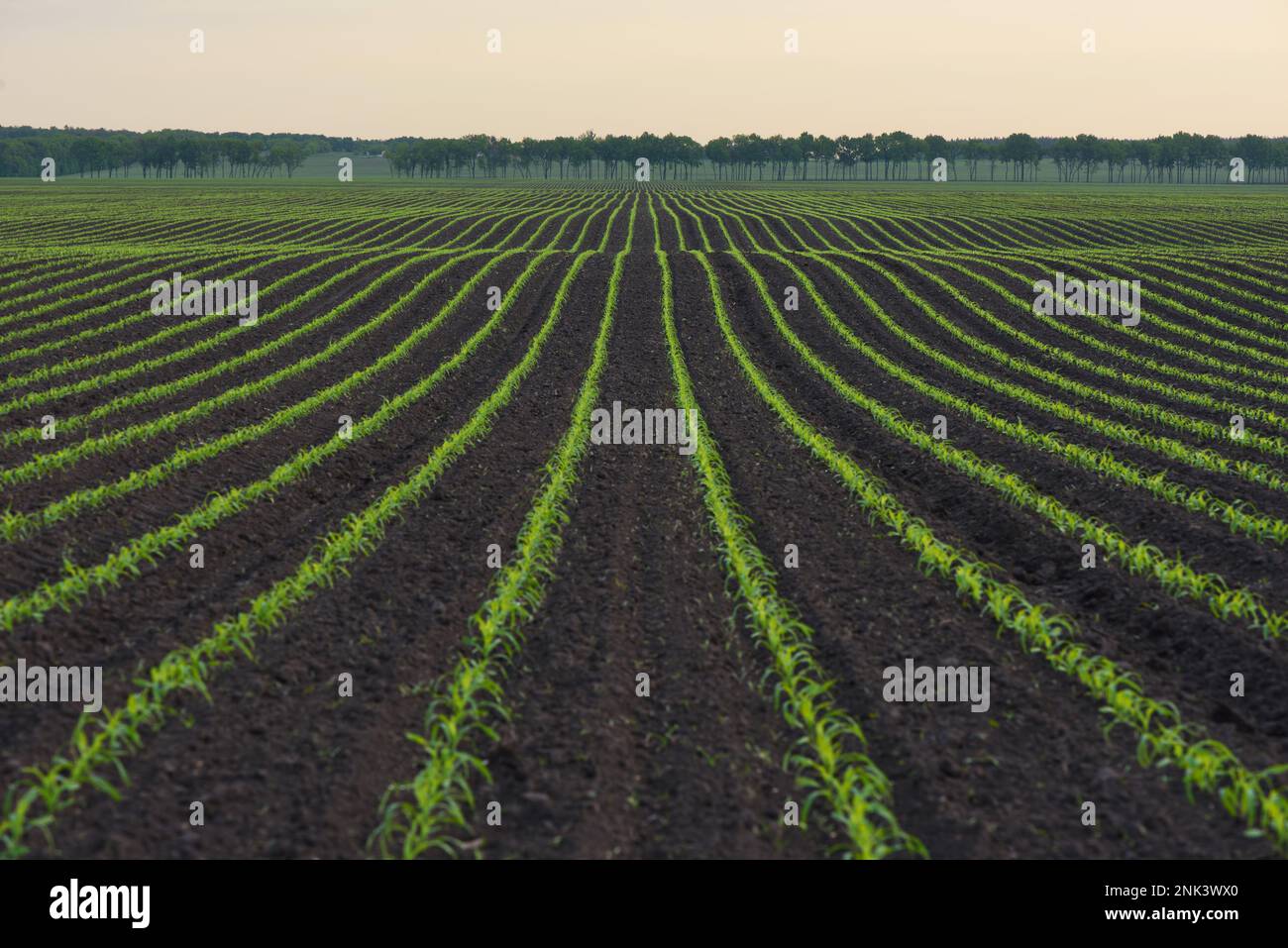 Corn field. The lines in nature. Morning landscape Stock Photo - Alamy