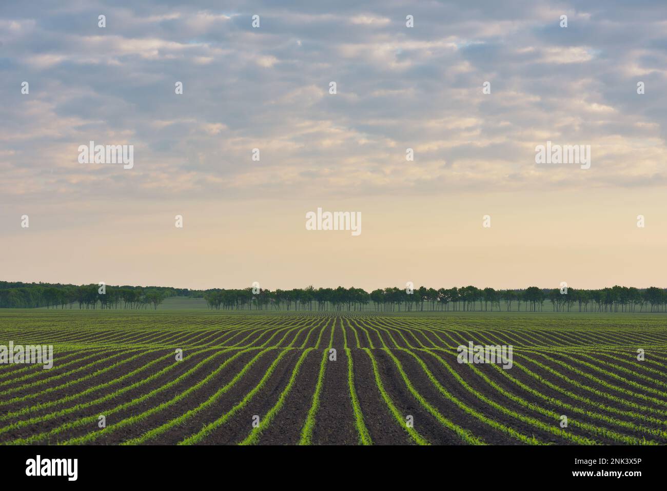 Corn field landscape hi-res stock photography and images - Alamy