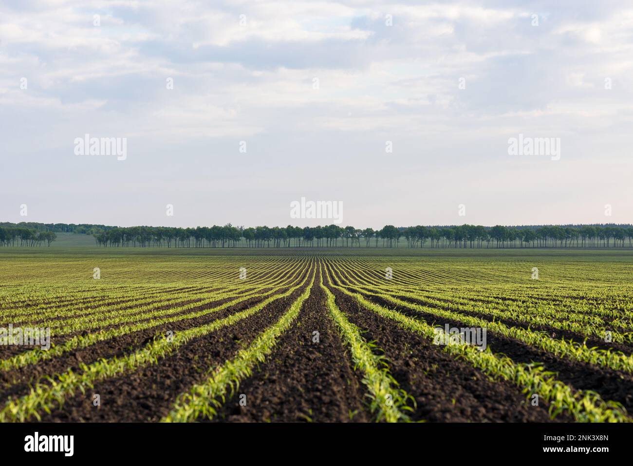 Field with rows of young corn. Agricultural land near the village ...