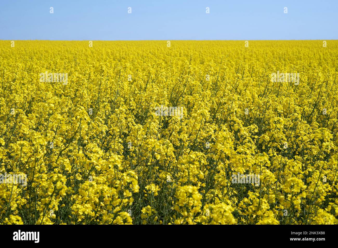 Summer rural landscape with a field of flowering canola. Sunny day ...