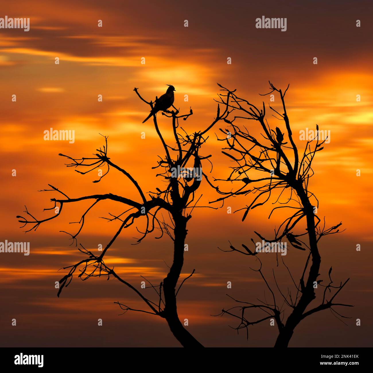 The Short-Billed Black Cockatoo (Calyptorhynchus latirostris), also ...