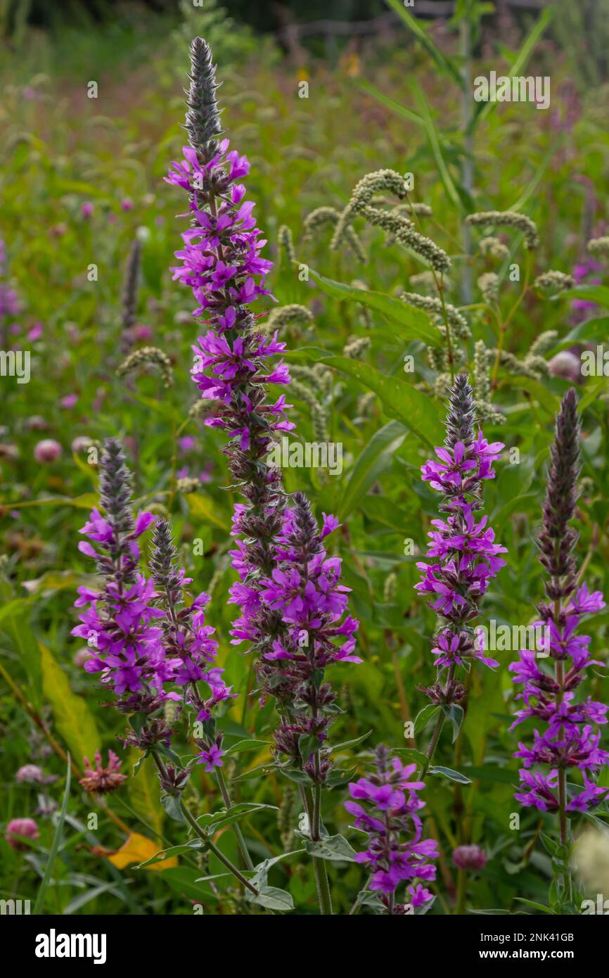 Lythrum salicaria is a perennial herbaceous plant of the Lythrum family ...