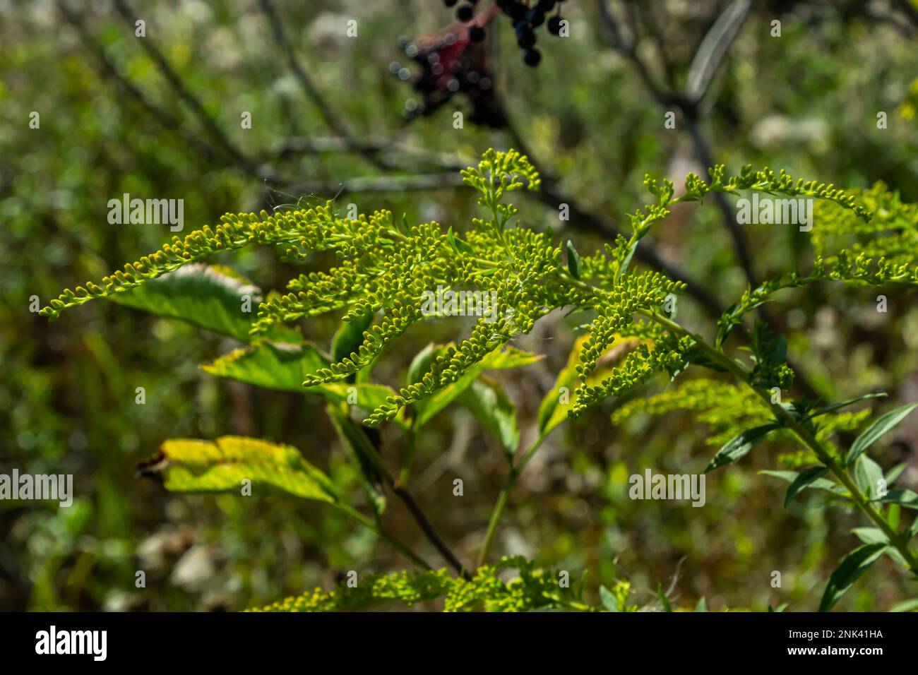 Invasive plant solidago canadensis hi-res stock photography and images ...