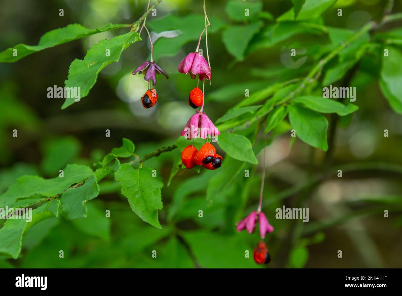 Euonymus europaeus, known as spindle, and also as European spindle and ...