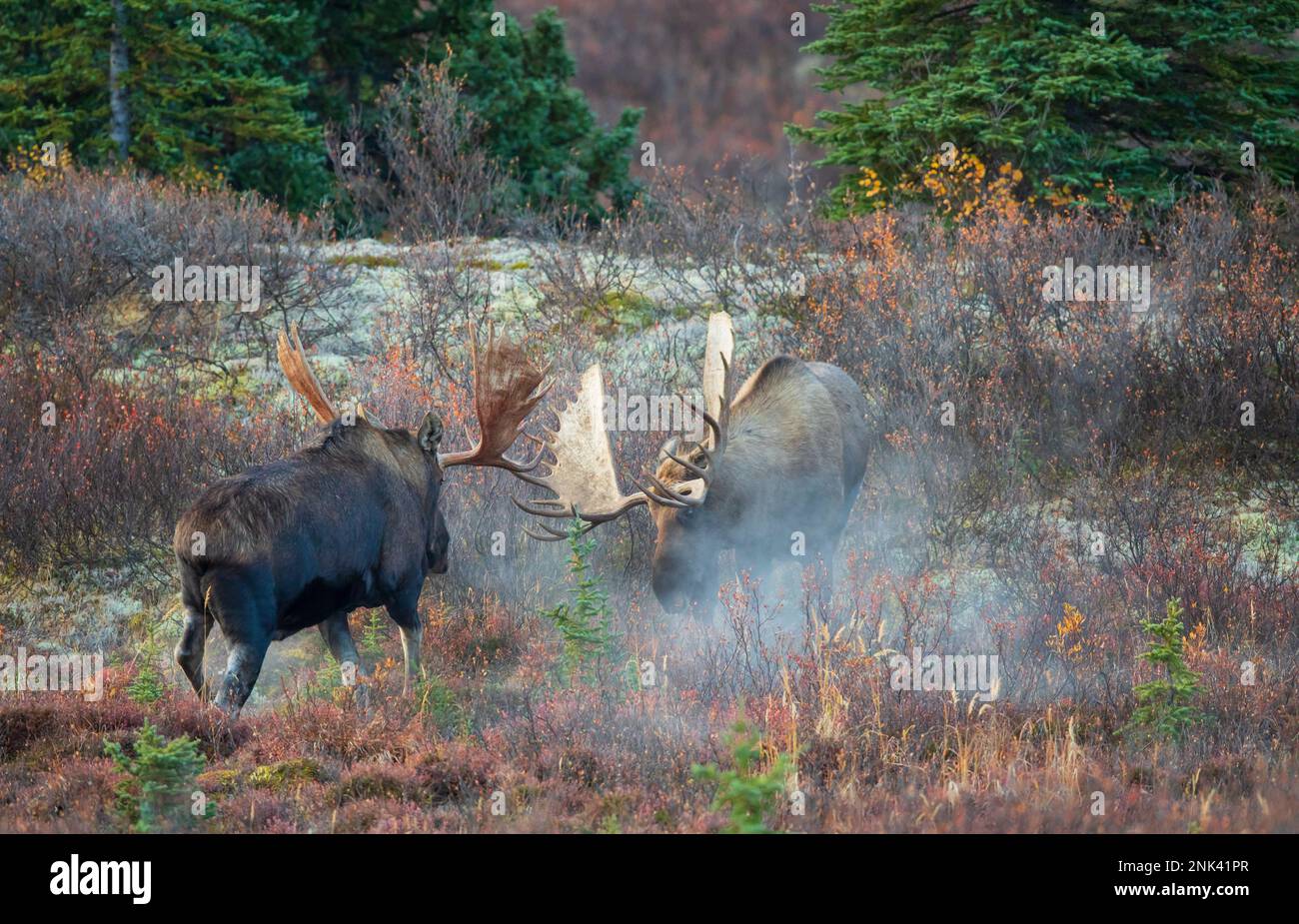 Alaska bull moose fighting hi-res stock photography and images - Alamy