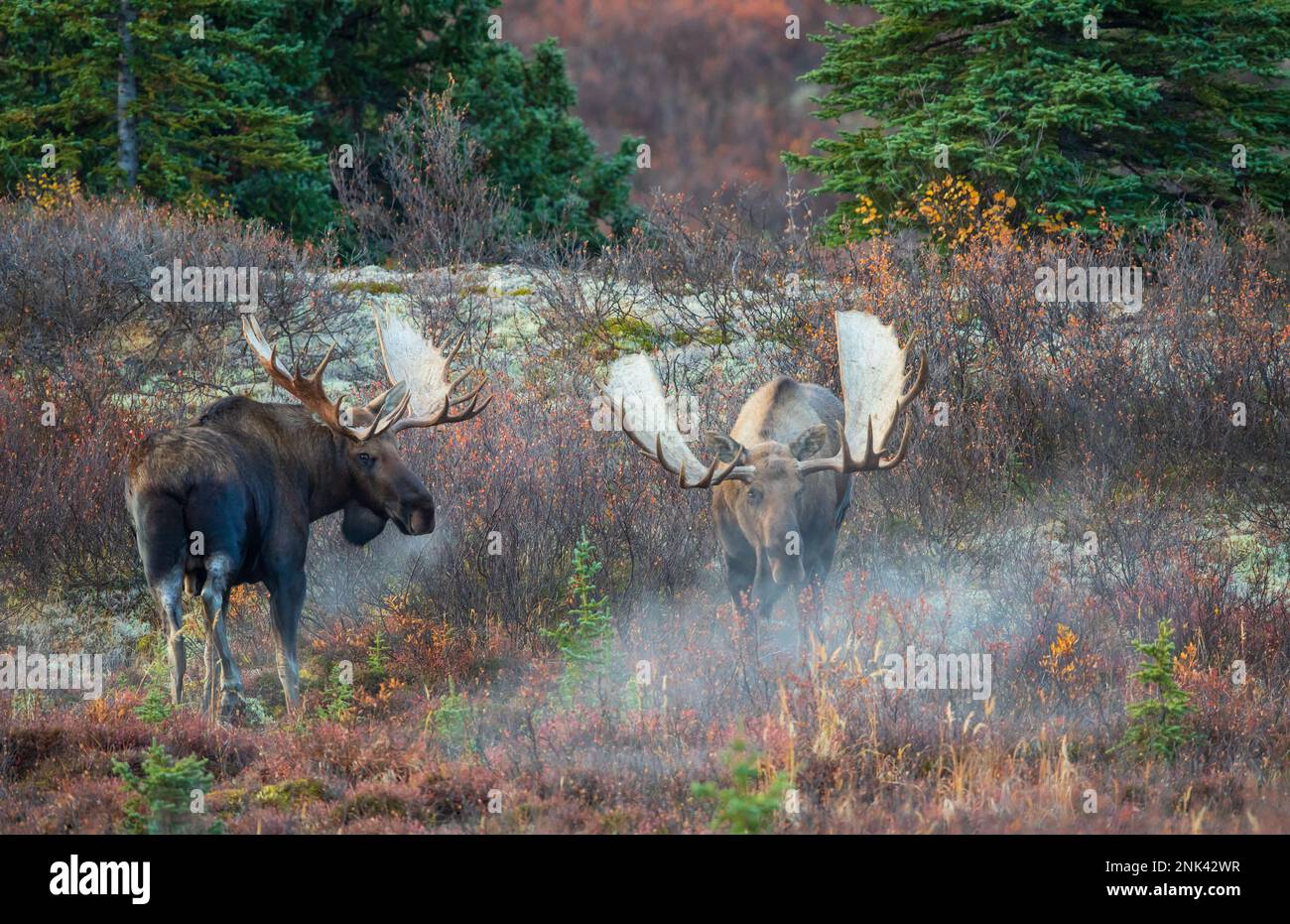 Alaska bull moose fighting hi-res stock photography and images - Alamy