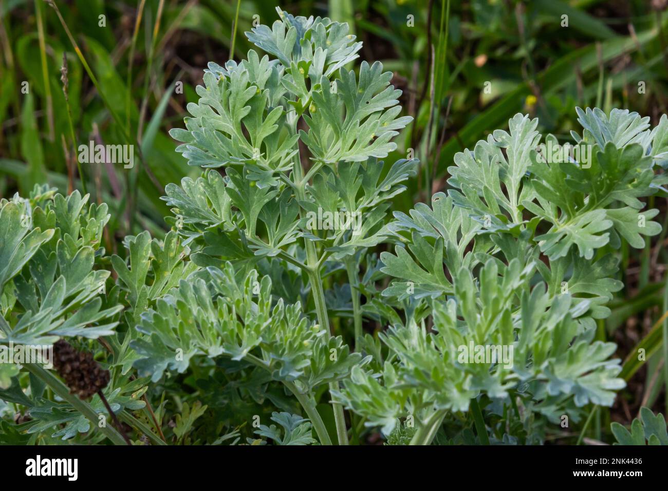 Artemisia absinthium is a perennial plant of the aster family ...