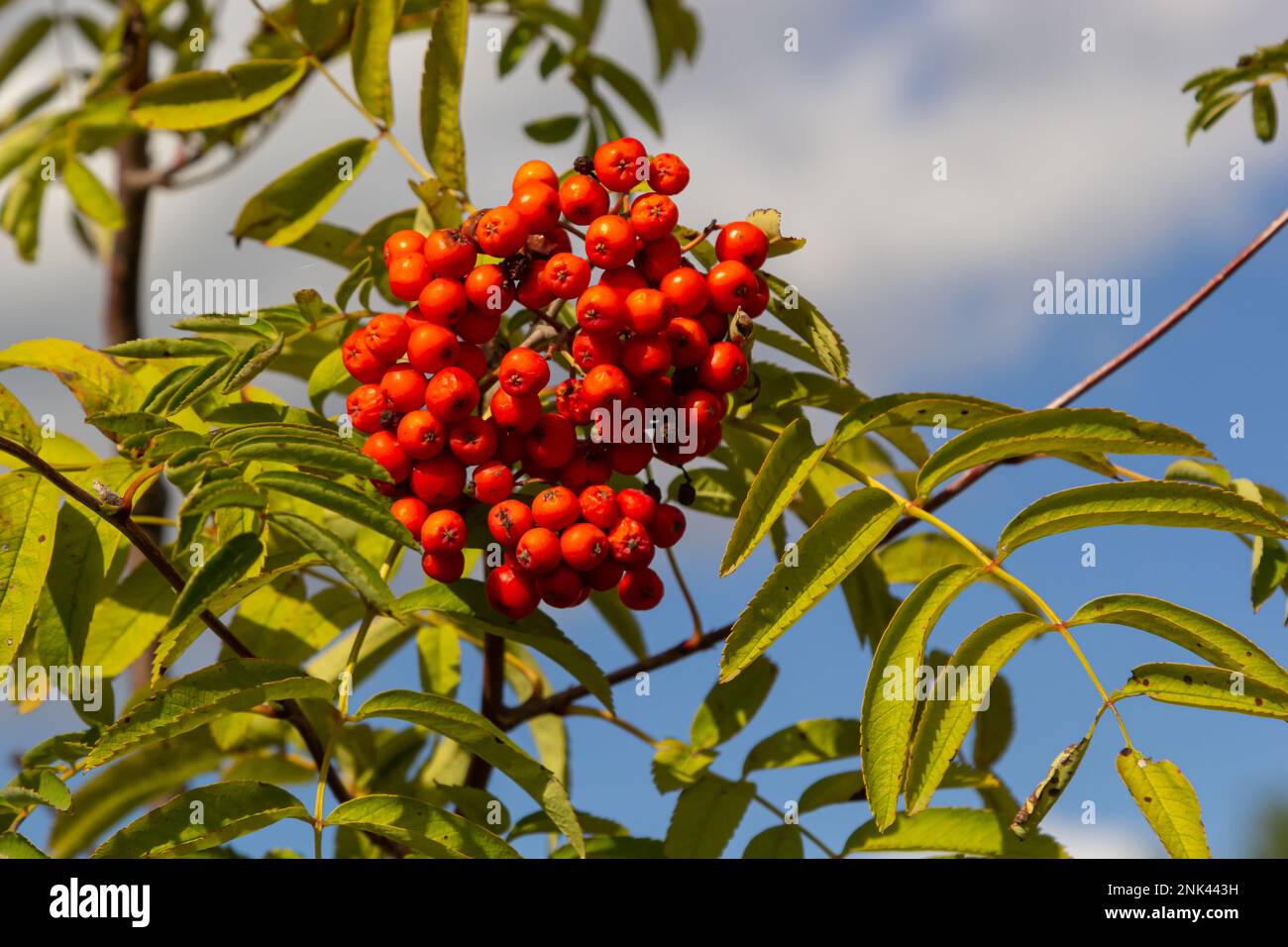 Rowan on a branch. Red rowan. Rowan berries on rowan tree. Sorbus ...