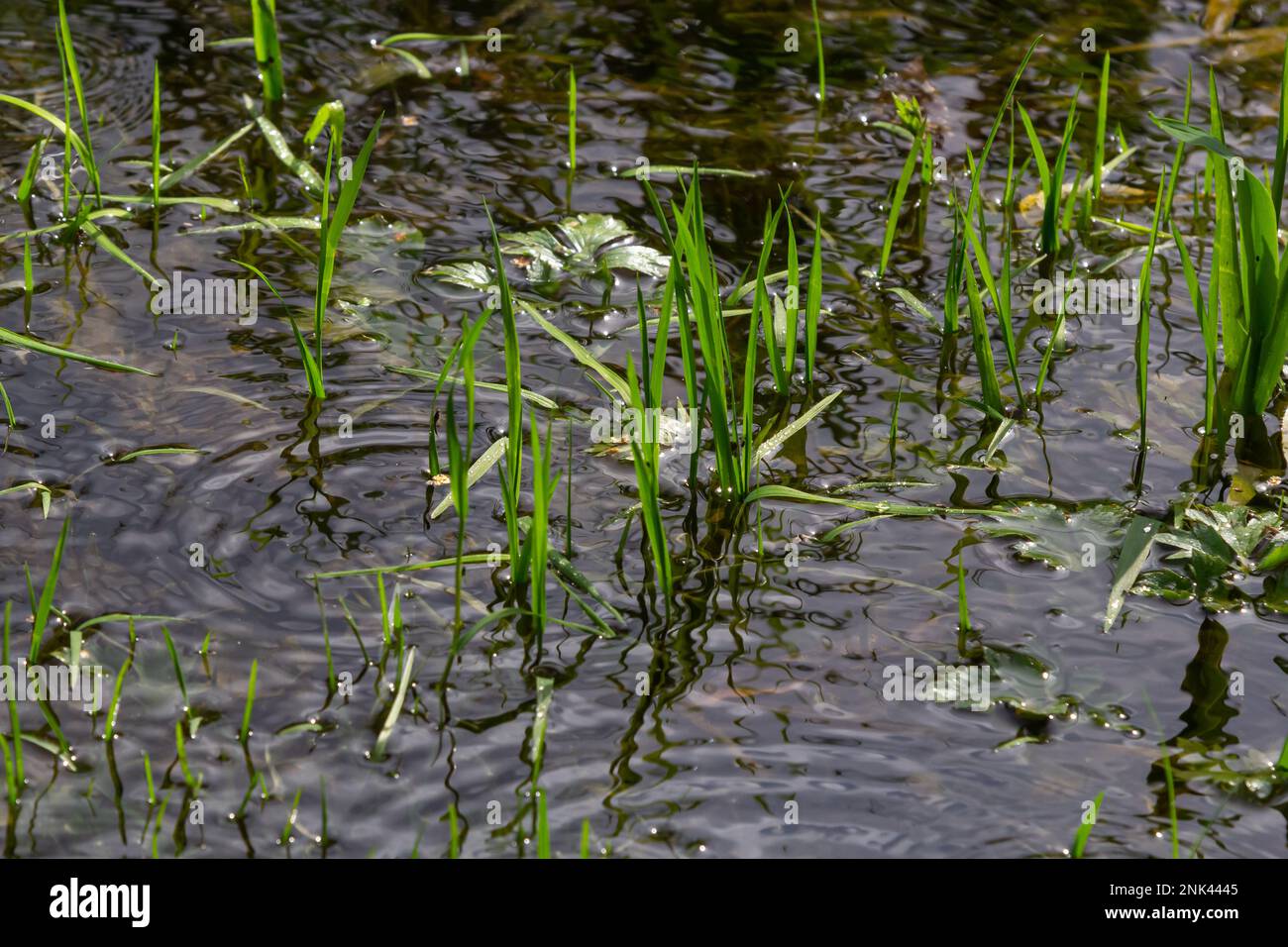 Phragmites australis at the water's edge. Spring young shoots in the ...