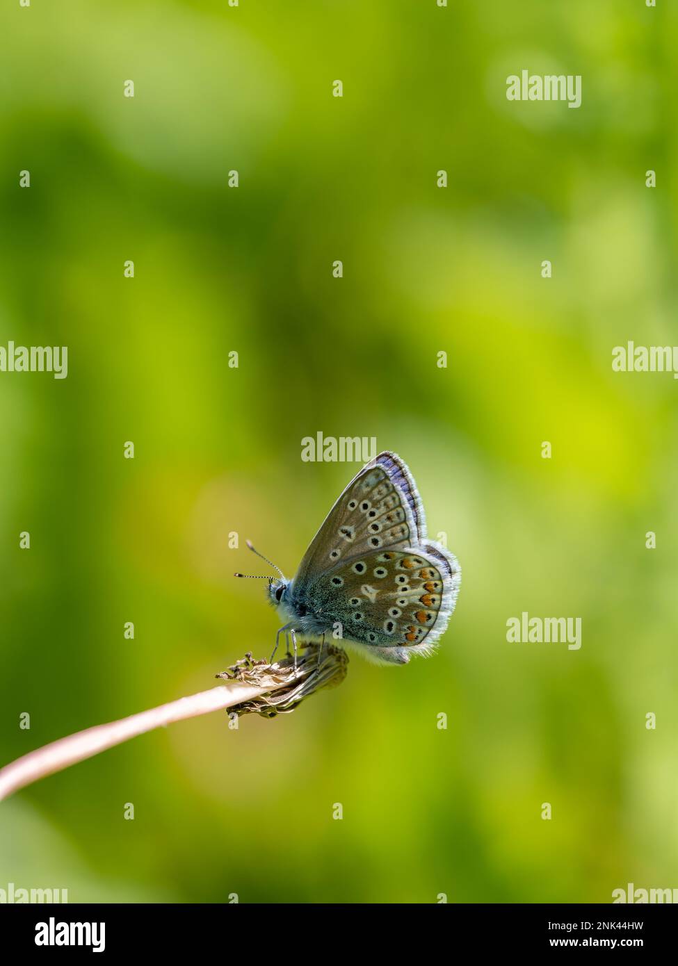 Common Blue Butterly on a Dandelion Stock Photo - Alamy