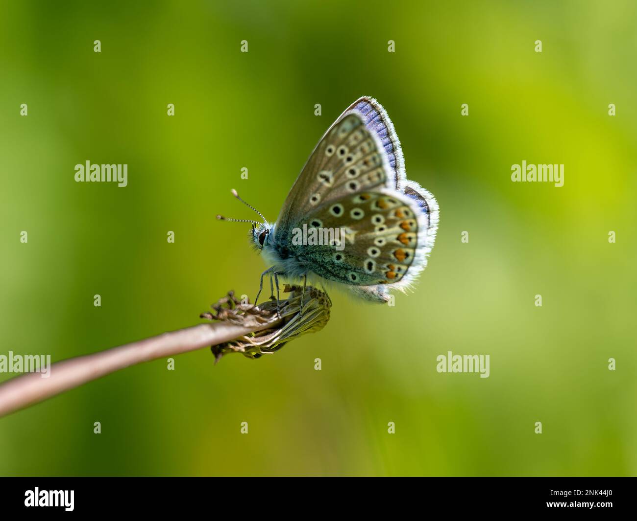 Common Blue Butterly on a Dandelion Stock Photo - Alamy