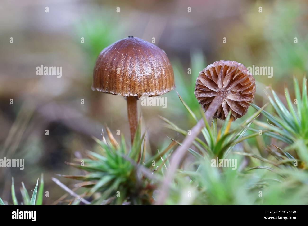 Deconica montana, also called Psilocybe montana, commonly known as ...