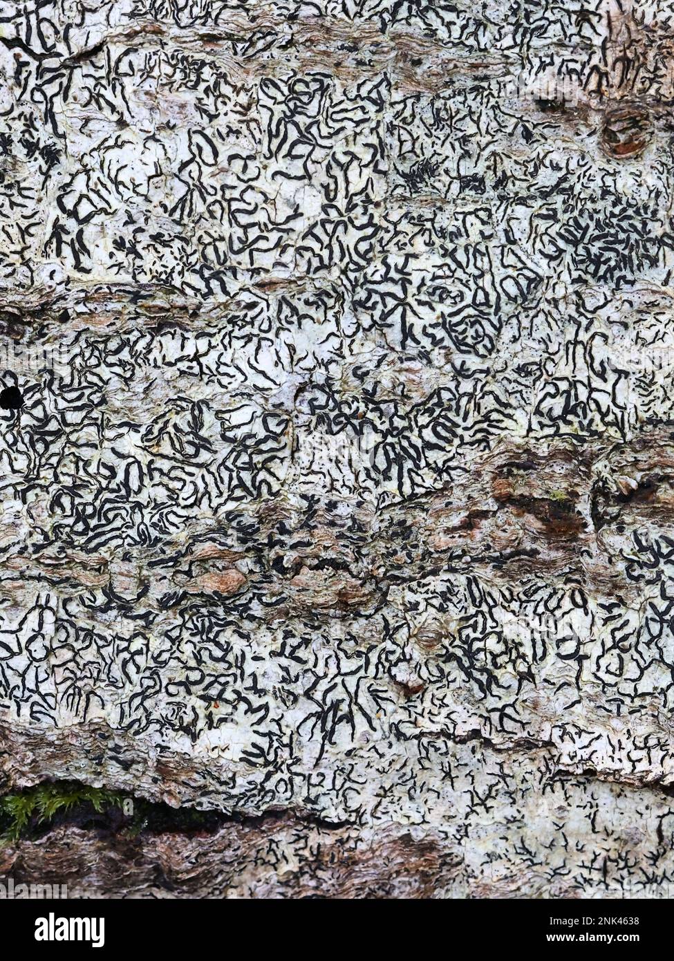Secret writing lichen, Graphis scripta Stock Photo - Alamy
