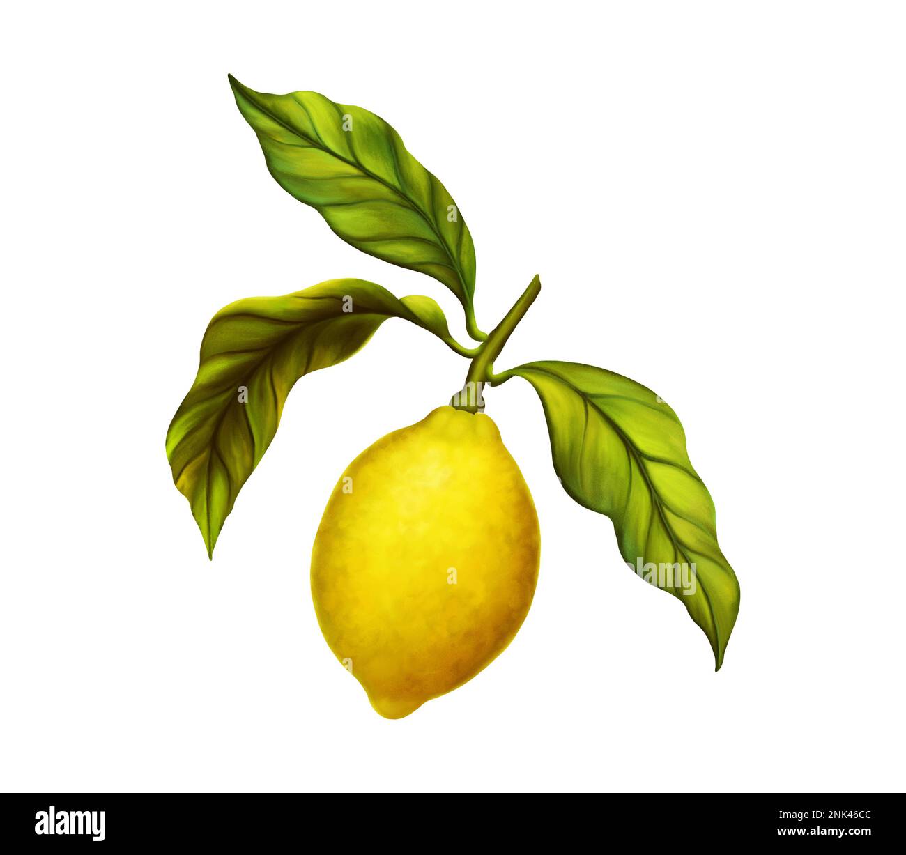 Branch with lemon and leaves. Realistic detailed high quality botanical ...
