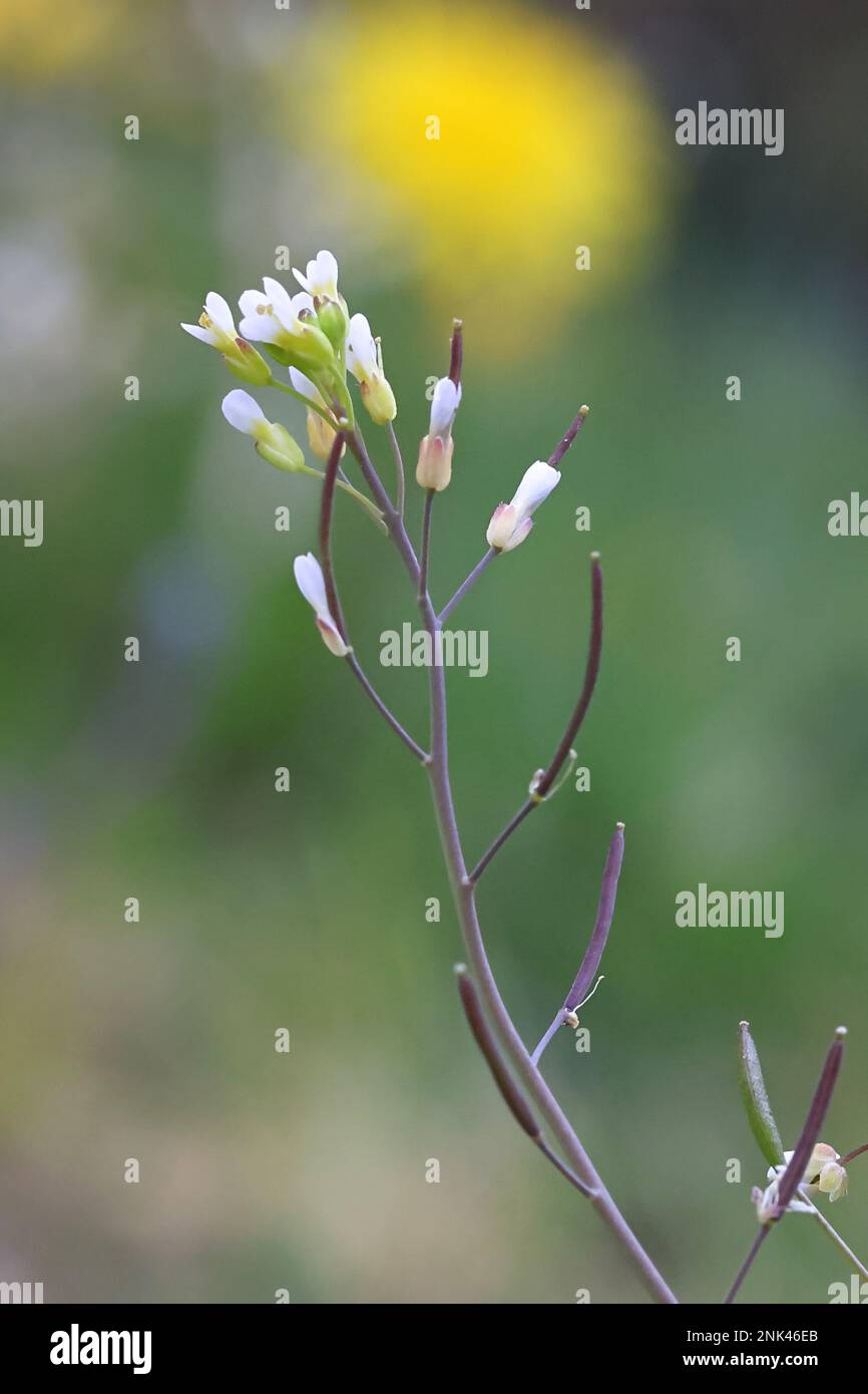 Thale Cress, Arabidopsis thaliana, also known as Mouse-ear cress, Thale ...