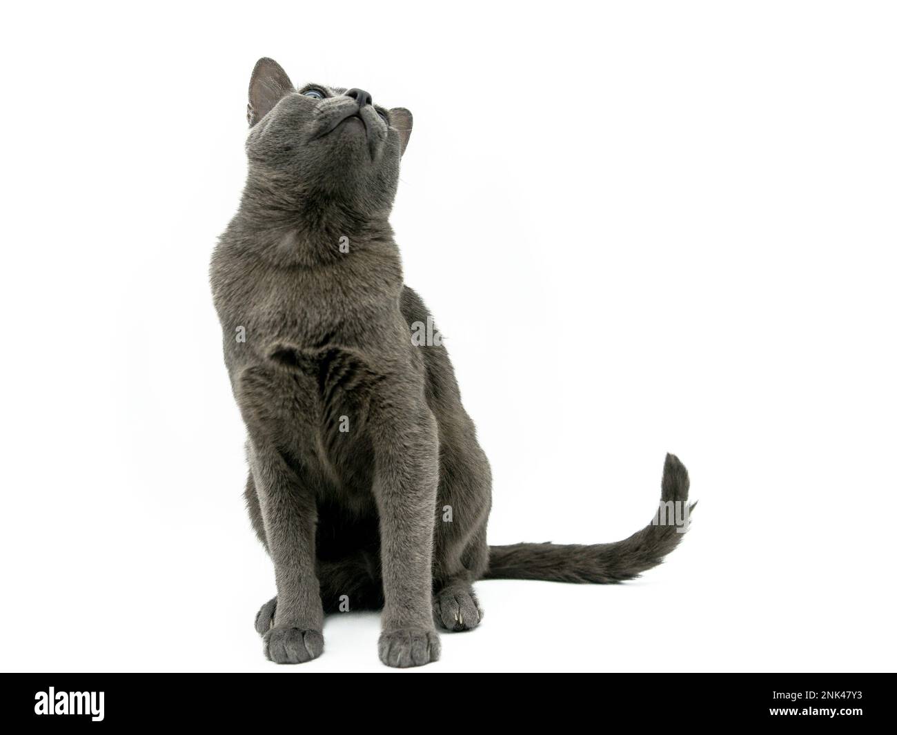 Grey cat looking up on white background Stock Photo - Alamy