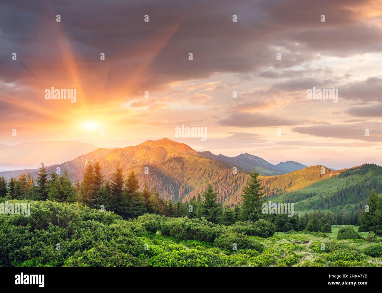 Wonderful sunrise in the mountains. Summer landscape with a fir forest and a beautiful top. Art ...
