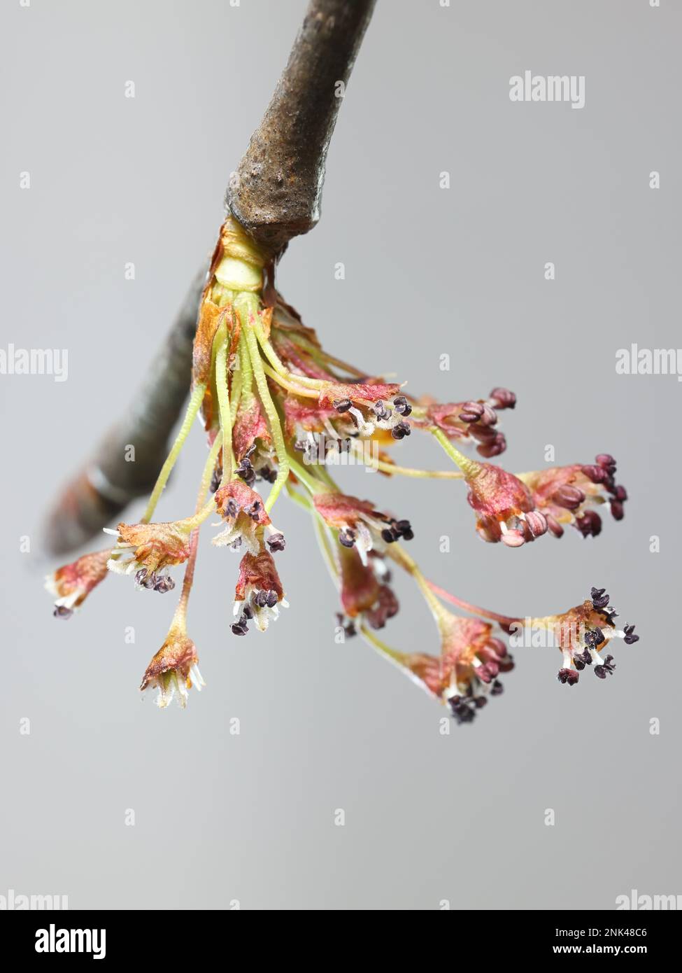 Ulmus laevis, European white elm, blooming in spring Stock Photo - Alamy