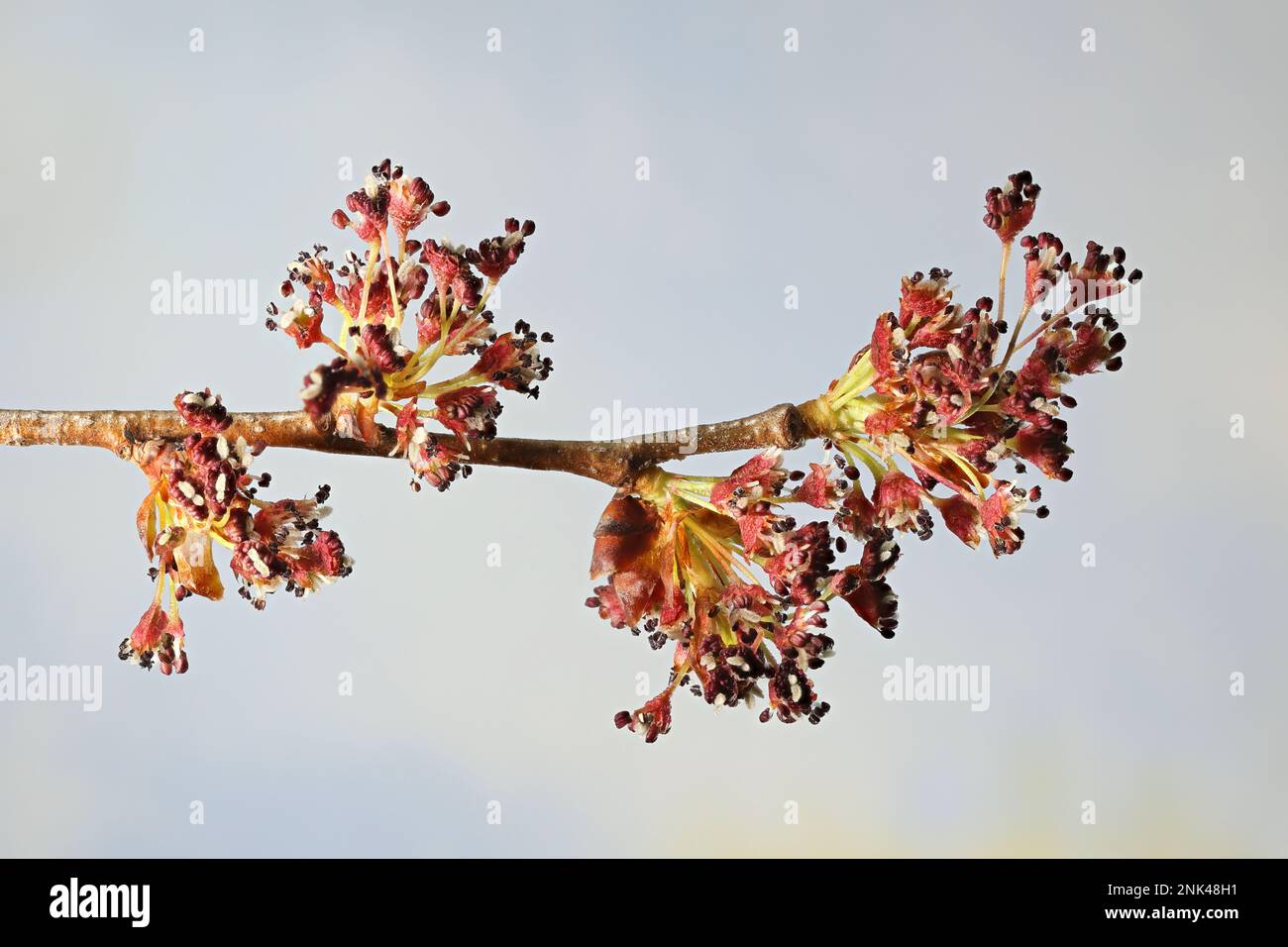Ulmus laevis, European white elm, blooming in spring Stock Photo - Alamy