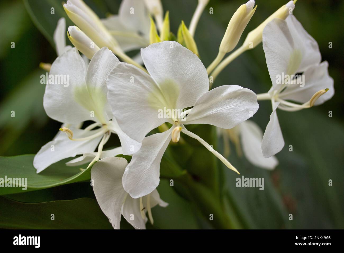 Orchid wallpapers hi-res stock photography and images - Alamy