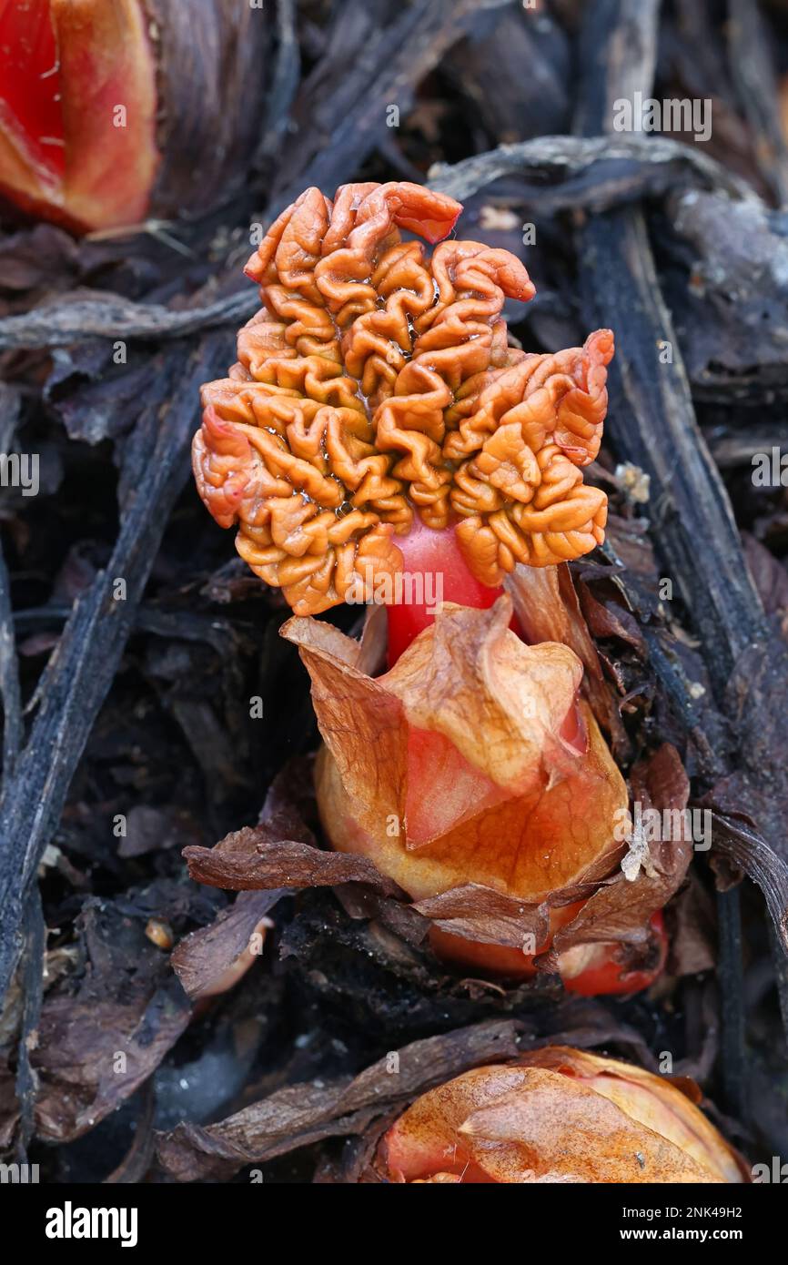 New rhubarb plant hi-res stock photography and images - Alamy