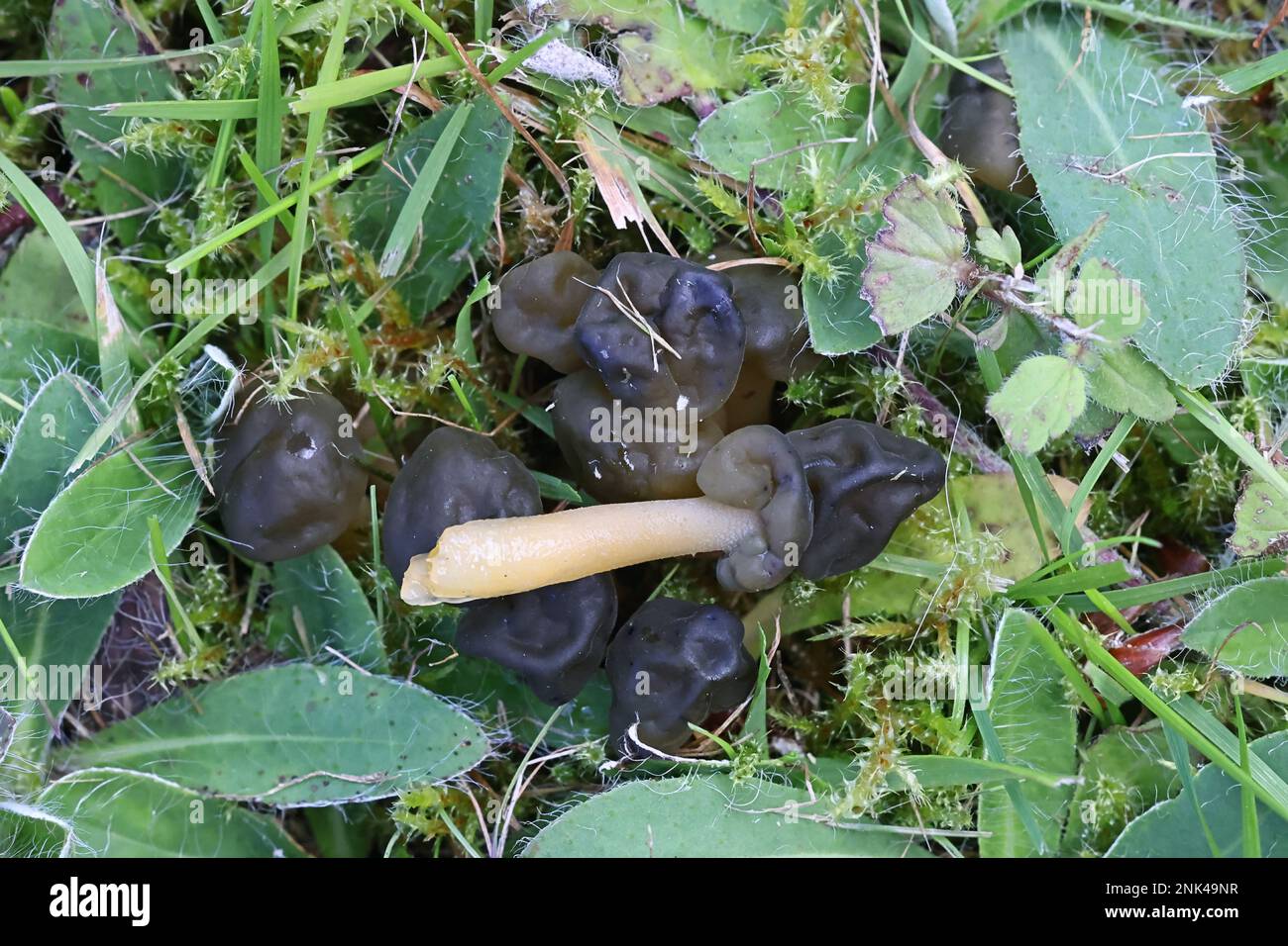 Leotia lubrica, commonly known as jelly baby or jellybaby, wild fungus ...