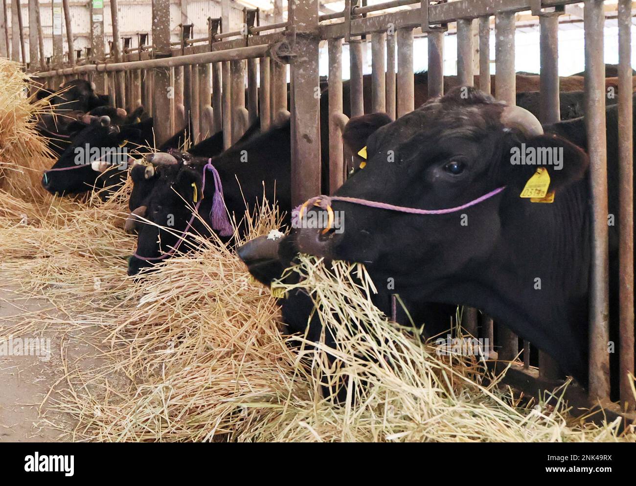 Cows are raised as livestock in the barn in Unzen City, Nagasaki ...