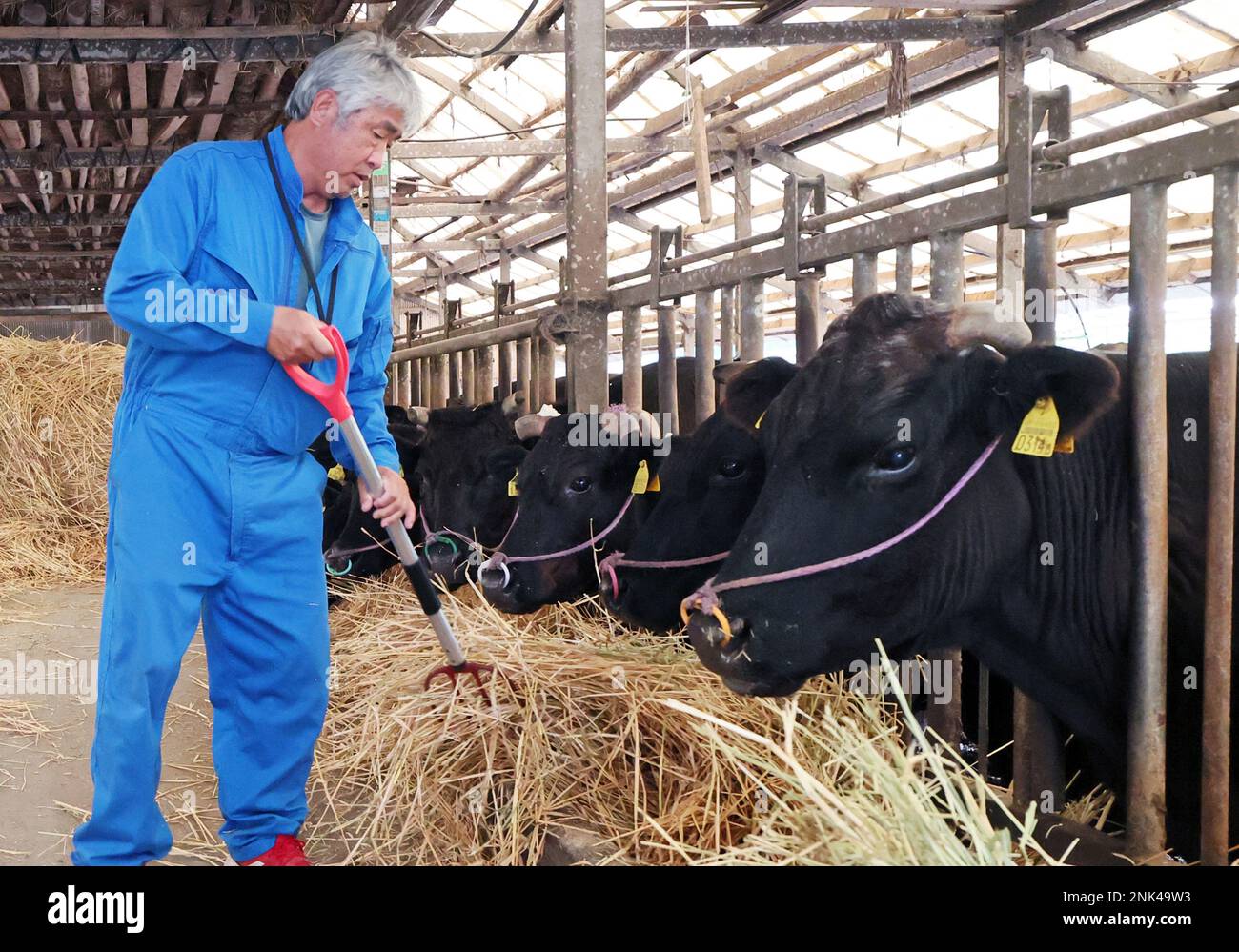 Cows are raised as livestock in the barn in Unzen City, Nagasaki ...