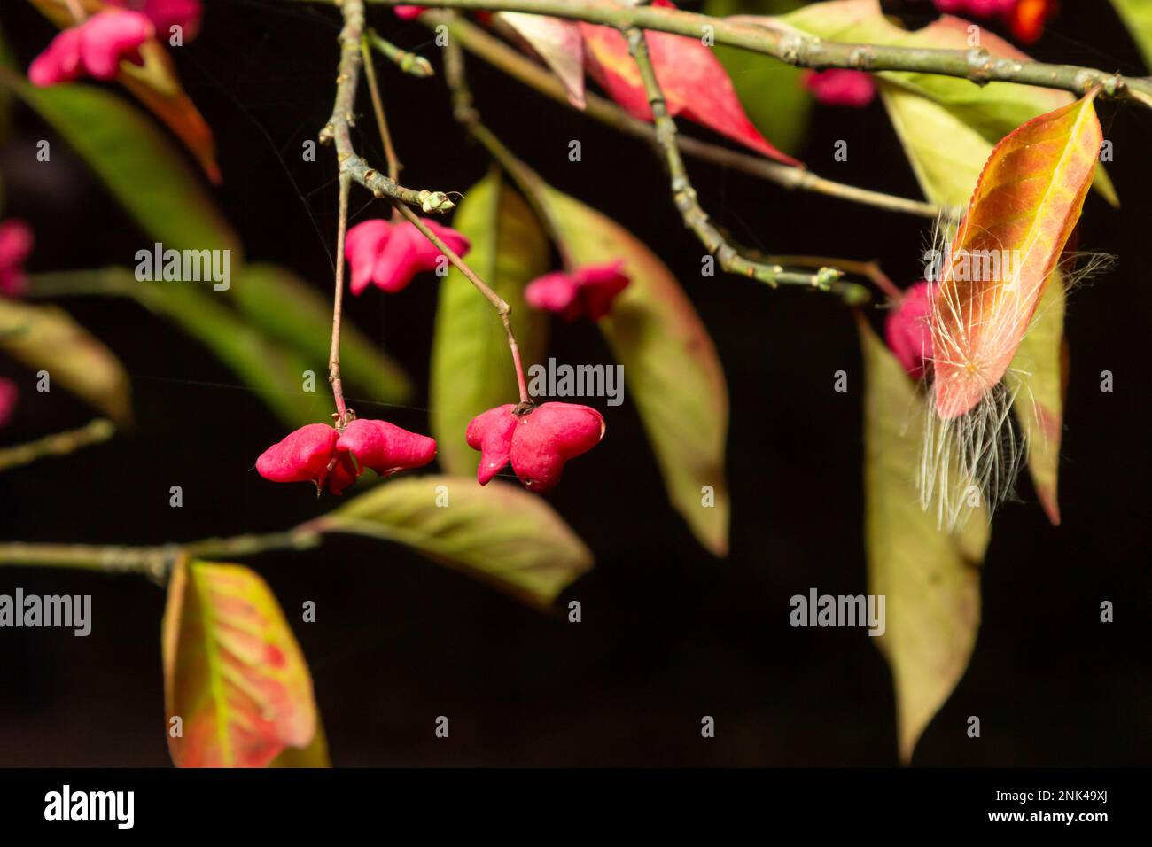 Capsular fruits hi-res stock photography and images - Alamy