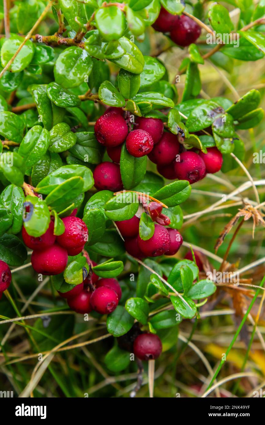 Vaccinium vitis-idaea lingonberry, partridgeberry, or cowberry is a ...