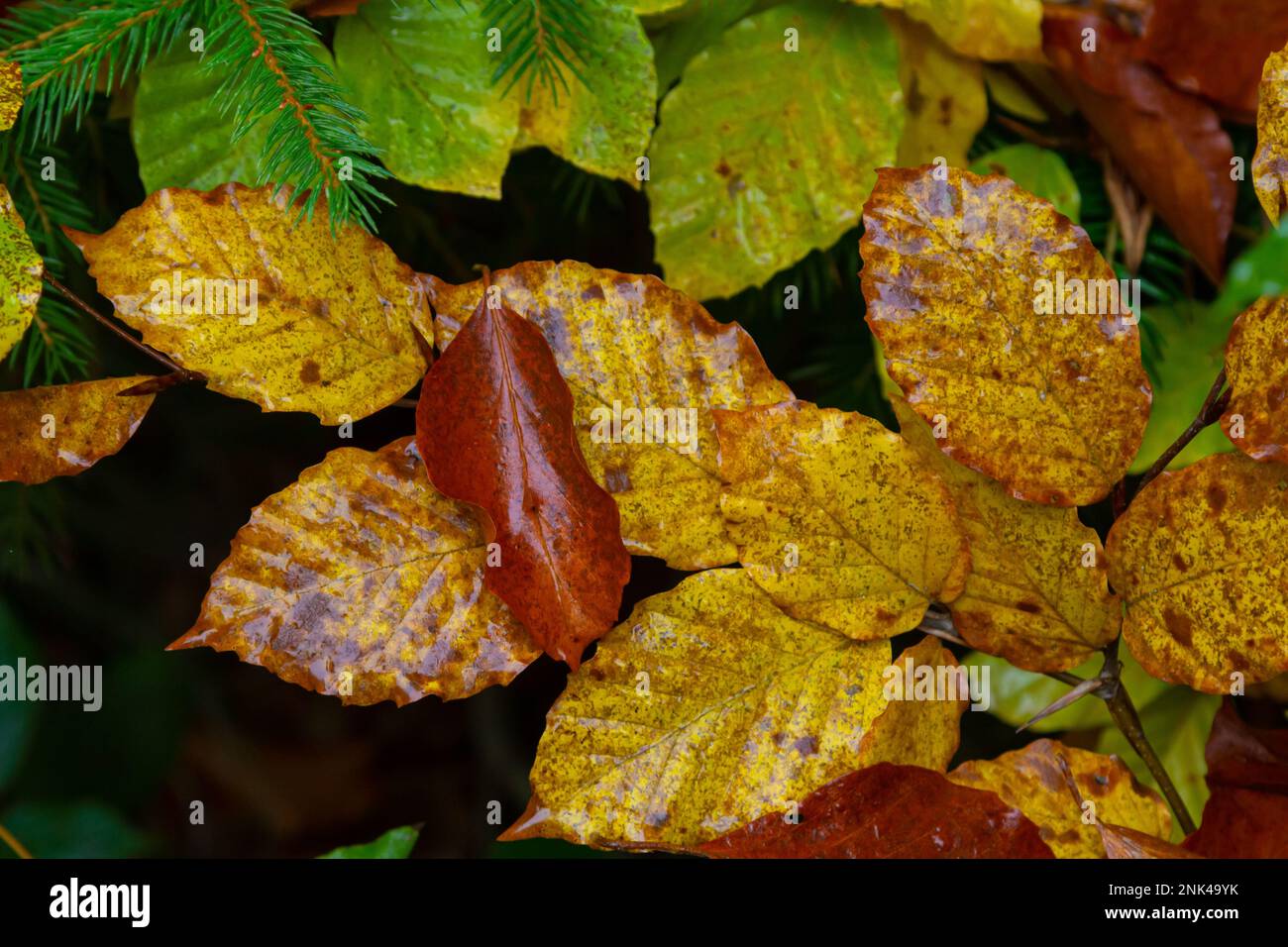 Hornbeam leaves. Autumn leaves in golden color and with beautiful ...