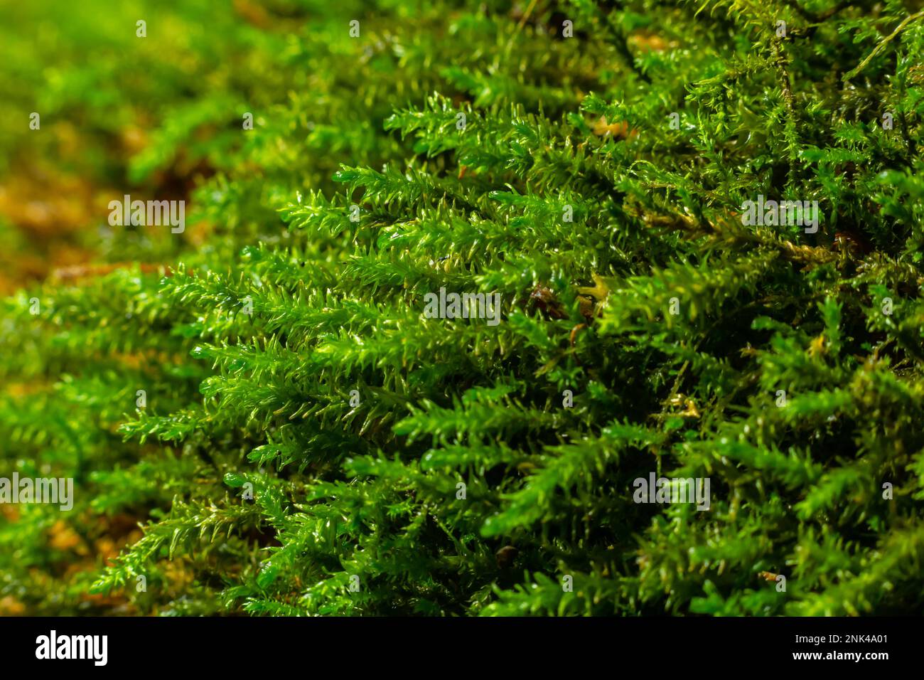 Natural moss in nature. Green moss background texture Stock Photo - Alamy