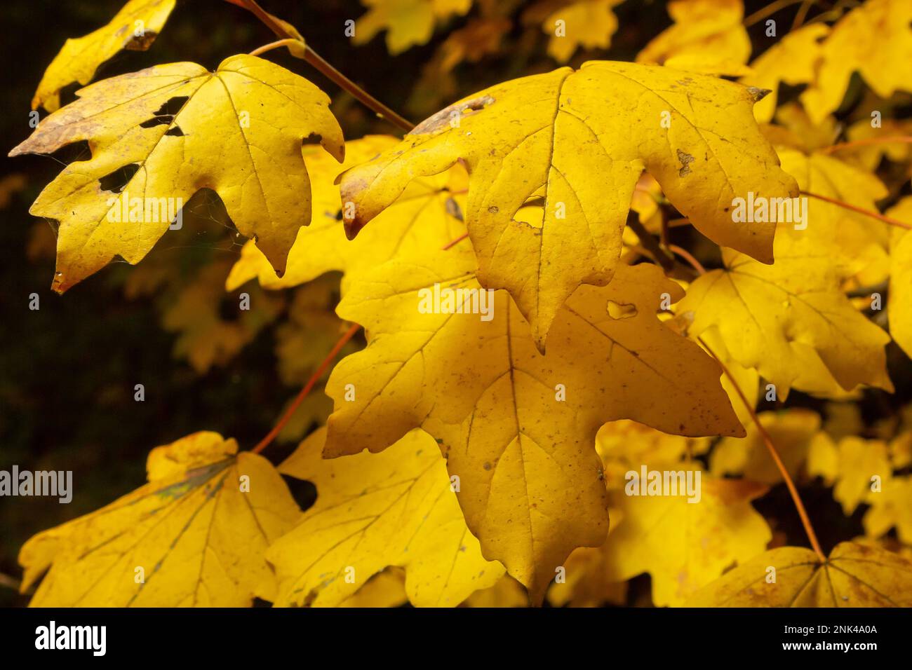 Yellow maple leaves on the branches. Autumn nature background with ...