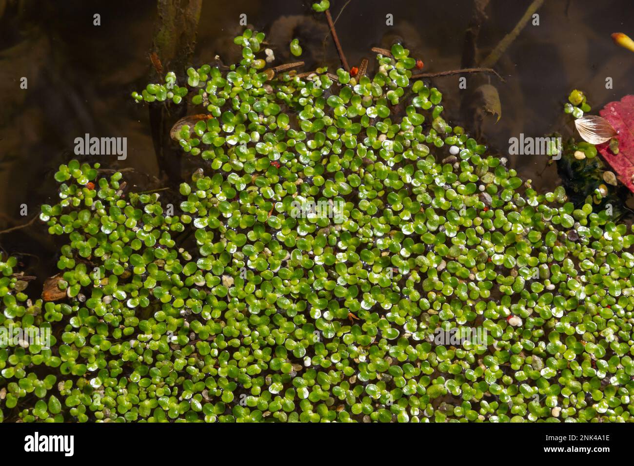 Duckweed, Natural Green Duckweed on The water for background or texture ...