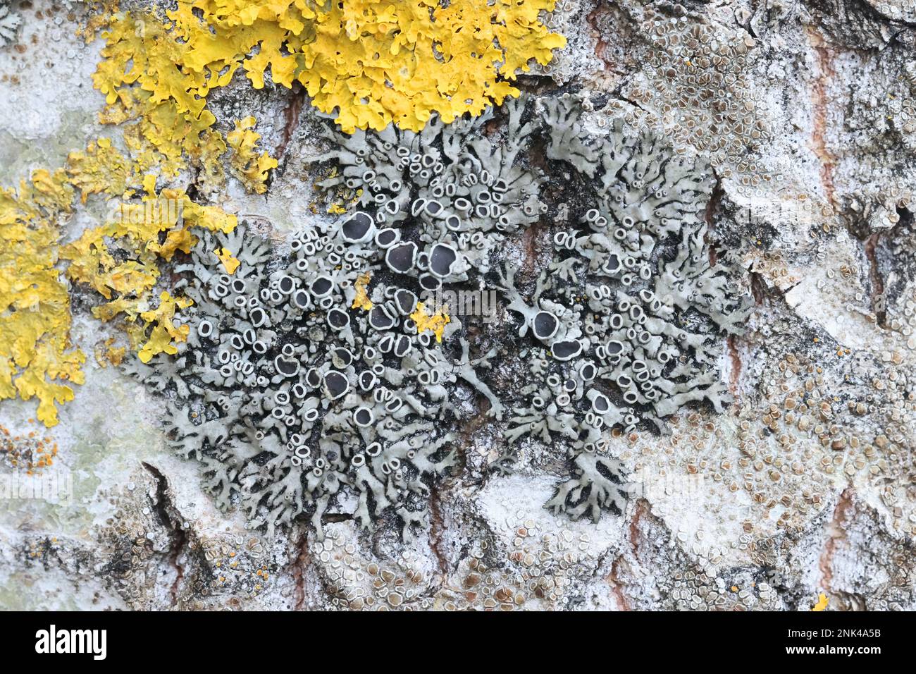 Lichen forming fungi hi-res stock photography and images - Alamy