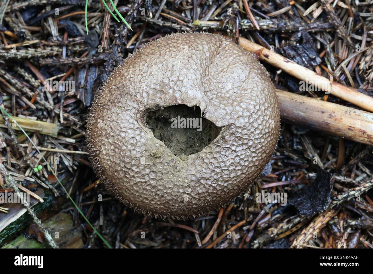 Lycoperdon nigrescens, known as dusky puffball, wild fungus from ...