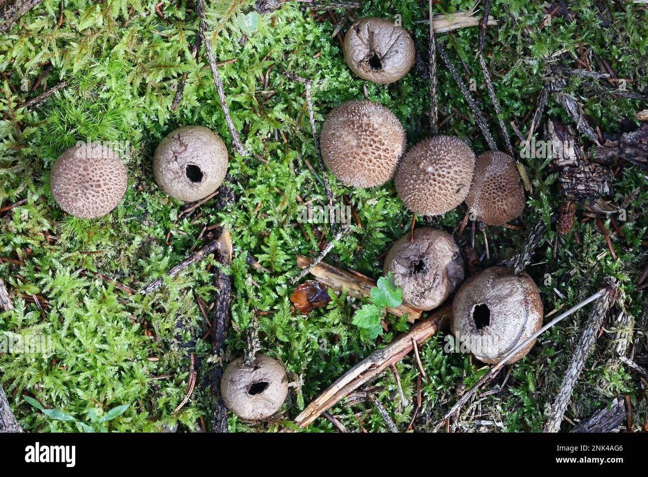 Lycoperdon nigrescens, known as dusky puffball, wild fungus from ...