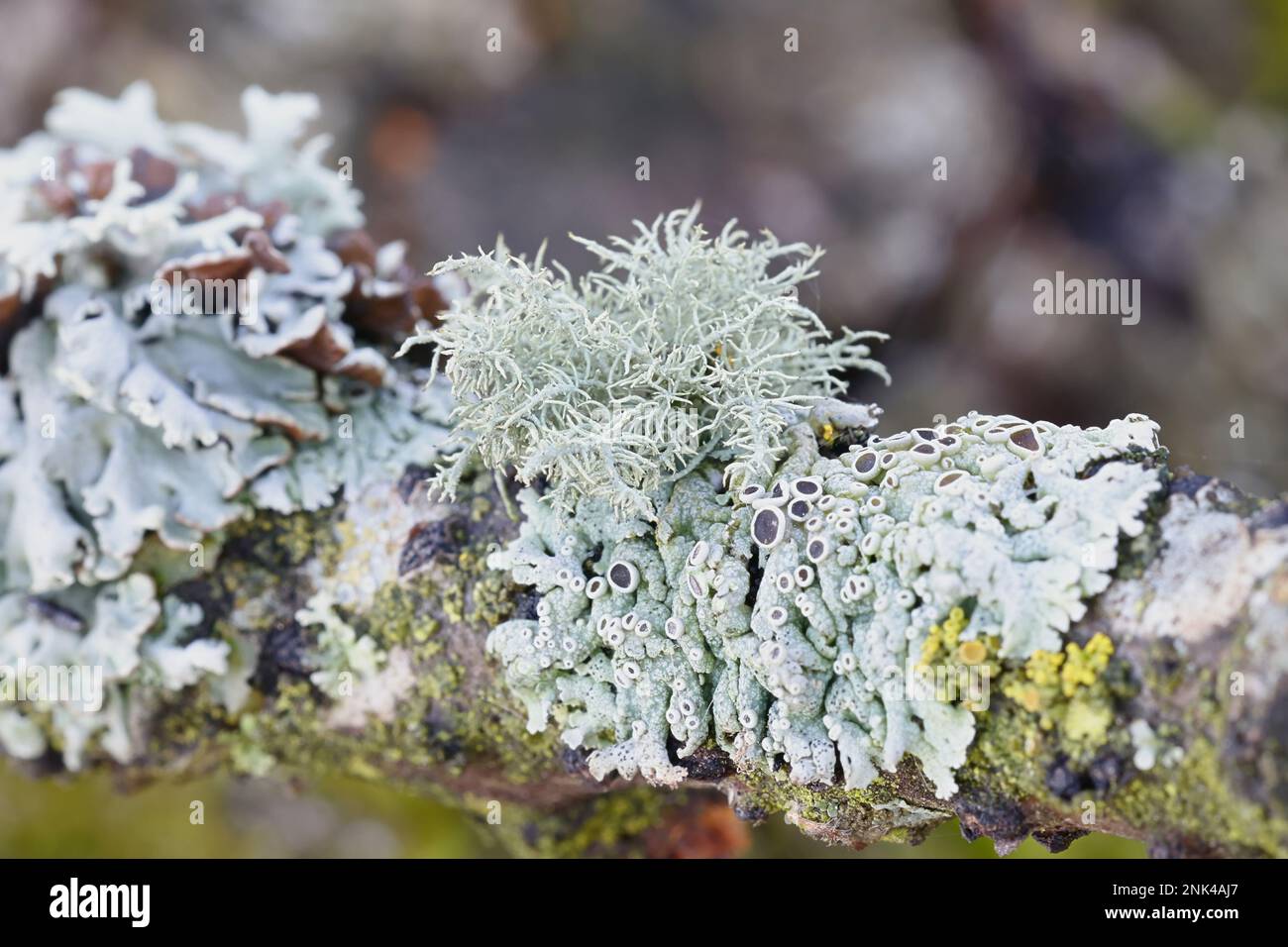 Hairy usnea hi-res stock photography and images - Alamy