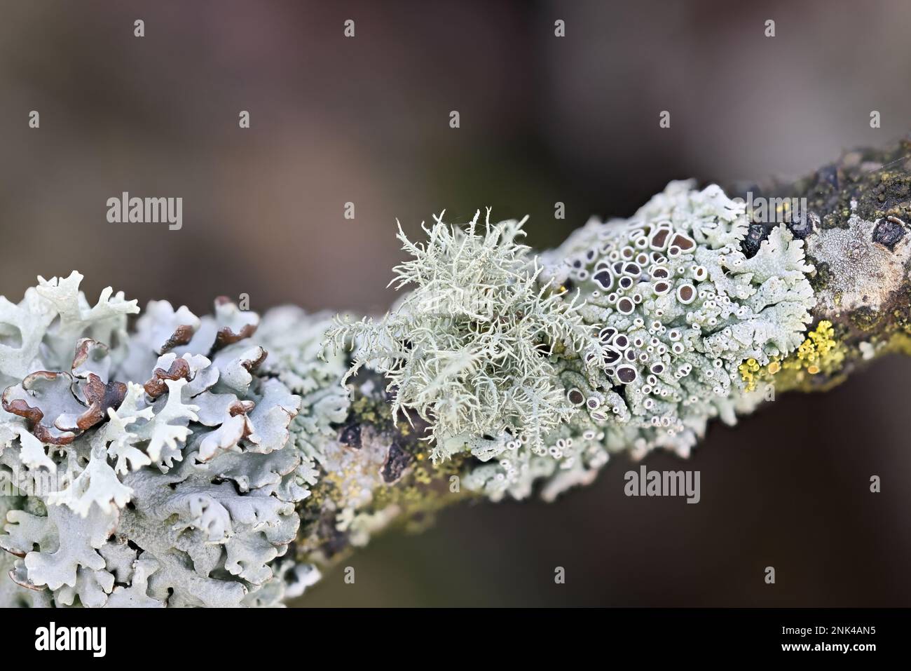 Usnea hirta, known as bristly beard lichen, and various other epiphytic ...
