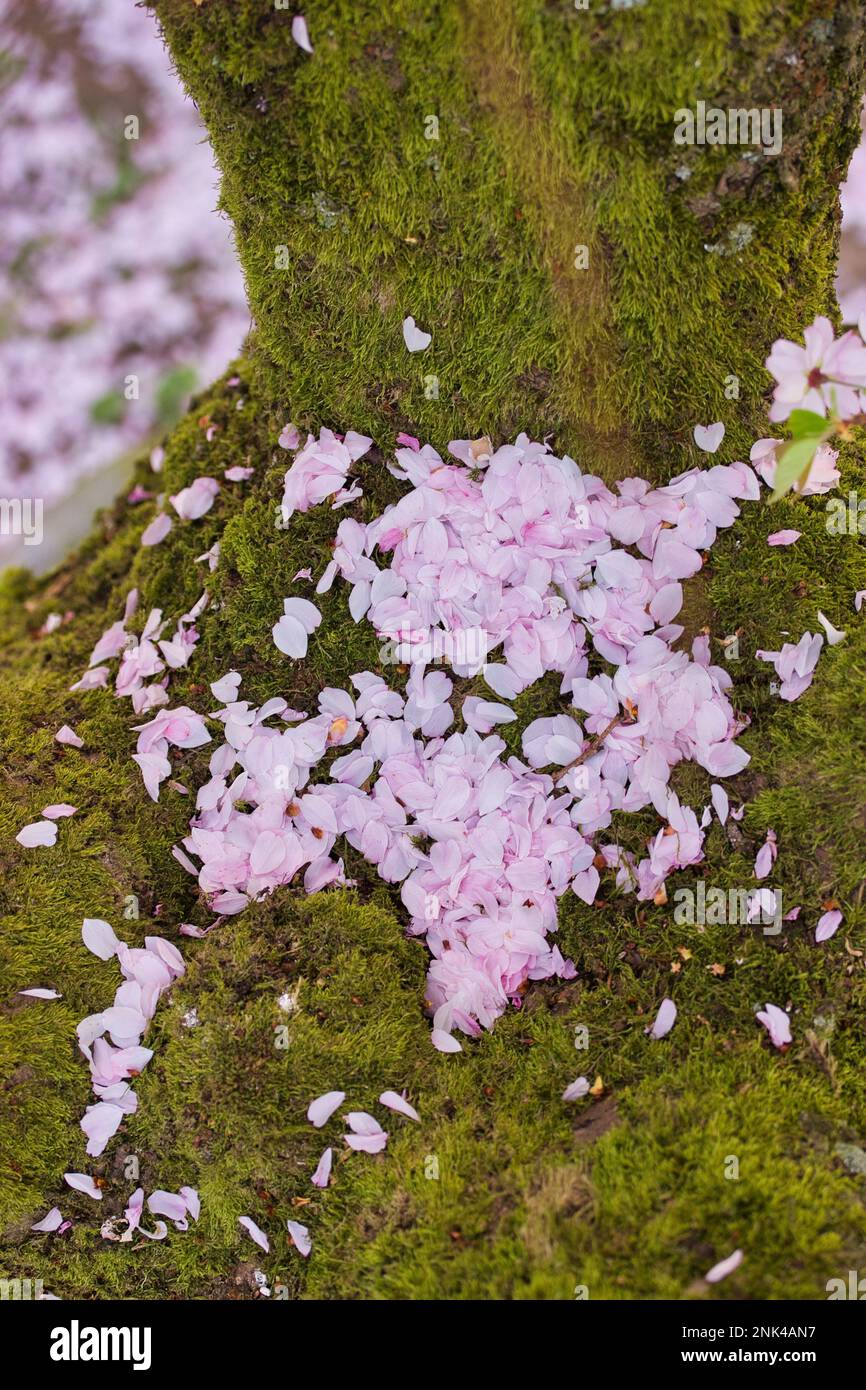 fallen cherry blossoms on a moss-covered tree trunk, more fallen cherry ...