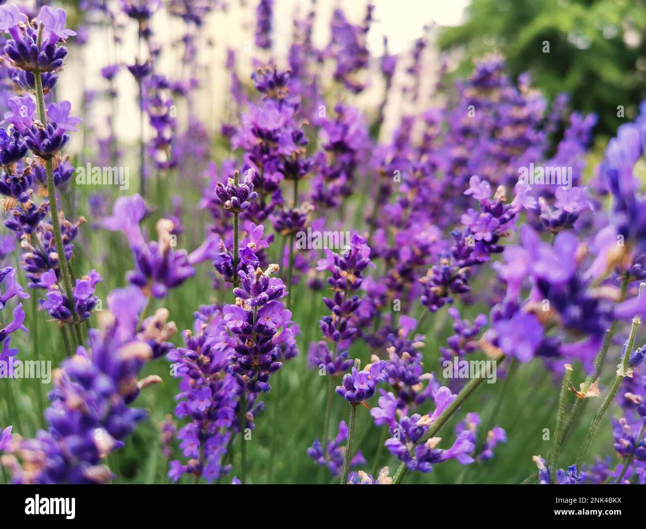 Close-up of a sea of lavender, focussed in the centre, diffused outside ...