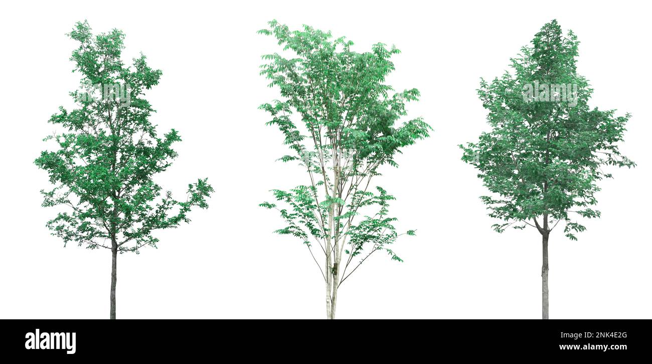 Big tree on transparent background hi-res stock photography and images ...