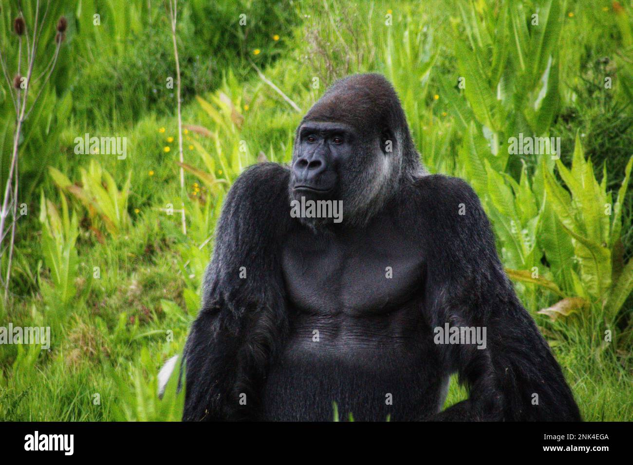 Gorilla safari hi-res stock photography and images - Alamy
