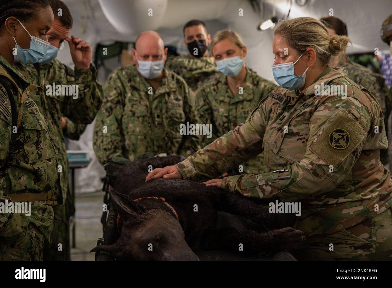 Veterinary medical officer hi-res stock photography and images - Alamy