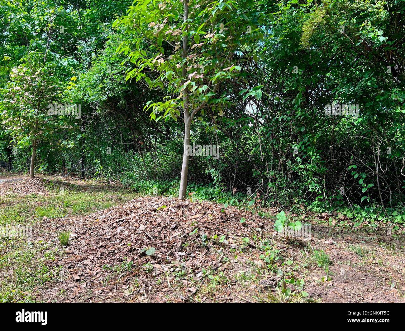 This May 18, 2022, image shows "volcano mulching" applied around a ...